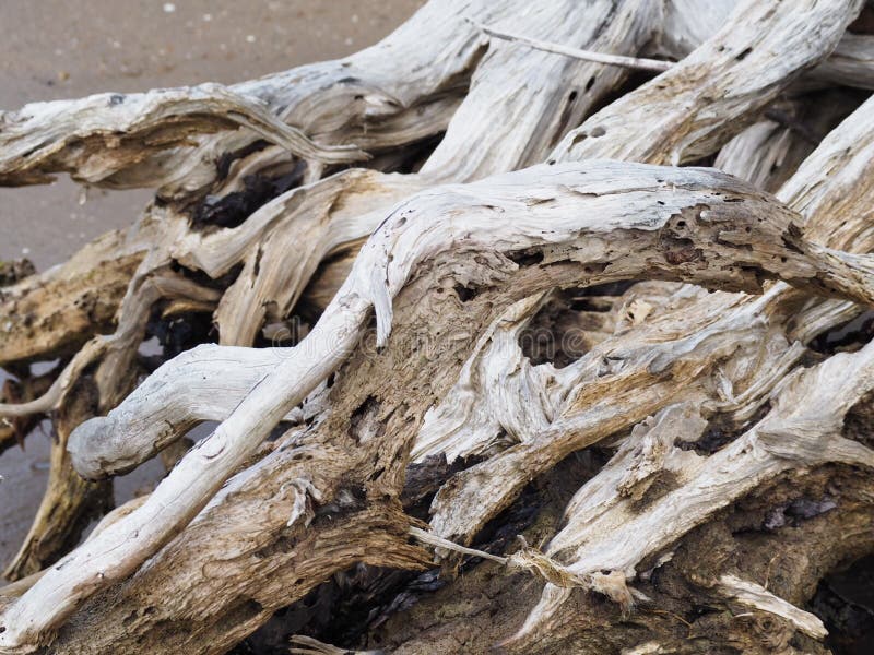 Driftwood Root Tangle Nyle Creek Stock Image - Image of battered, creek ...