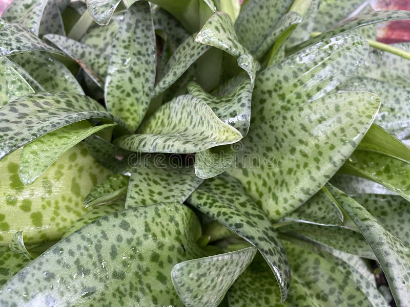 Close Up of the Drimiopsis Botryoides Baker Plant in the Garden Stock ...