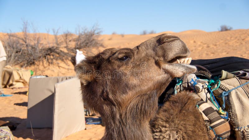 Camel with a Funny Expression in the Desert Stock Photo - Image of arid ...
