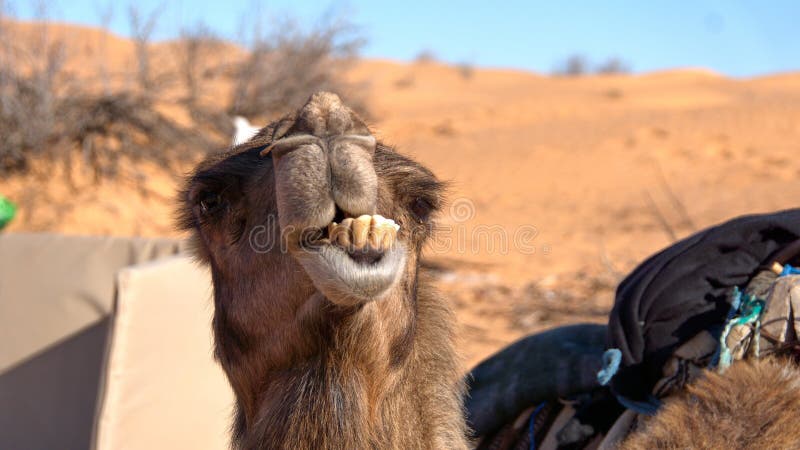 Camel with a Funny Expression in the Desert Stock Photo - Image of north, africa: 280722676