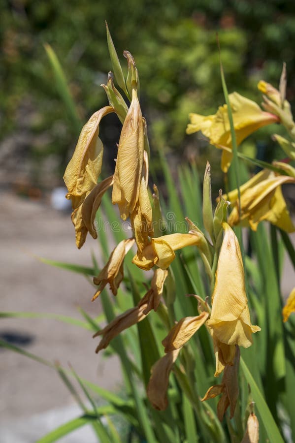 Close-up of Drooping Yellow Gladiolus Flower Stock Image - Image of ...