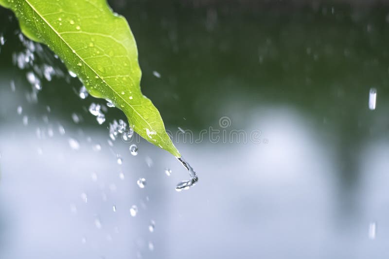 Close Up Drop of Rain Falling from Green Leaf with Splashing Water ...