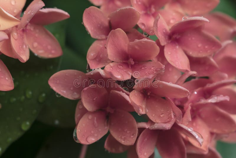Close Up Drop of Water on Pink Flower Spike Stock Photo - Image of ...