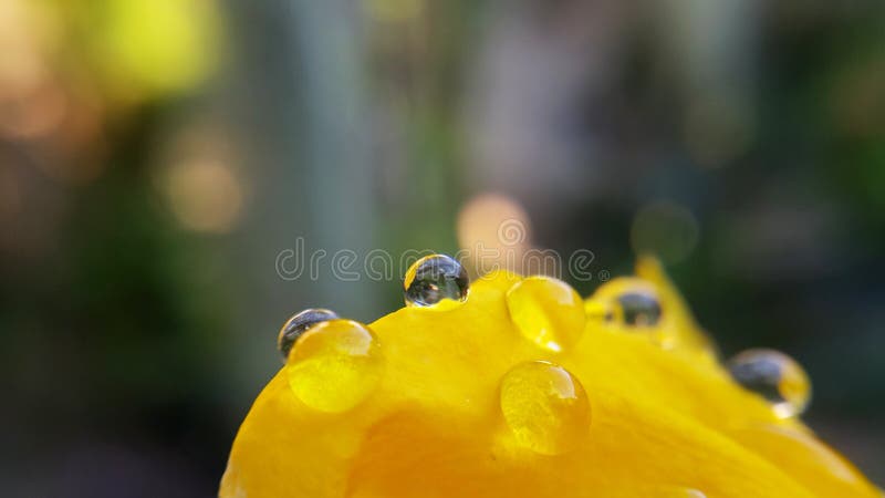 Close -up Drop Water on Yellow Flower Stock Photo - Image of drop ...