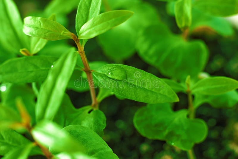 Close Up Drop of Water on Young Sprouts of a Green Plant Stock Image - Image of fresh ...