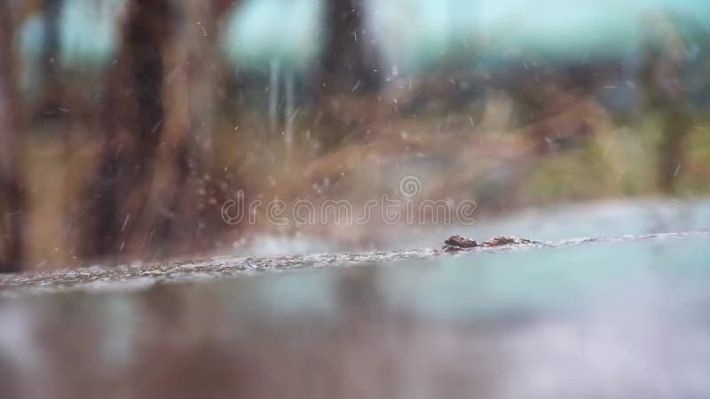 Close-up of Drops and Streams of Rain Falling on the Ground on the ...