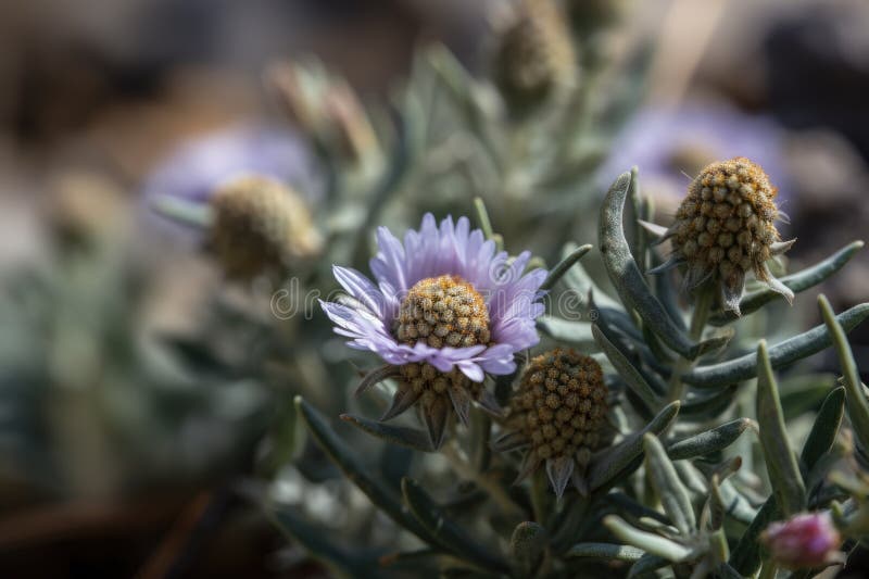 Close-up of Drought-tolerant Native Plant, with Texture and Details ...