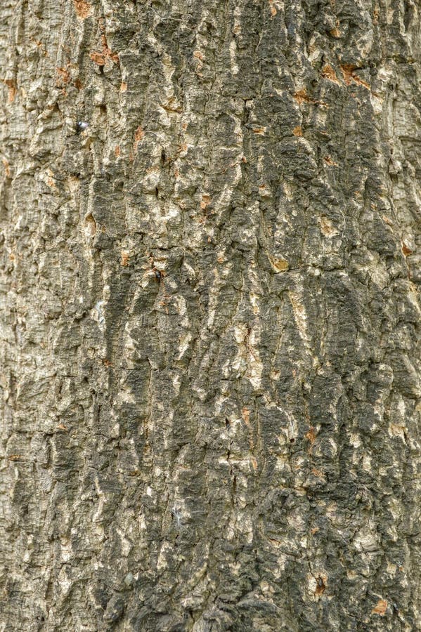 Dry bark tamarind tree stock image. Image of tamarind - 99332181