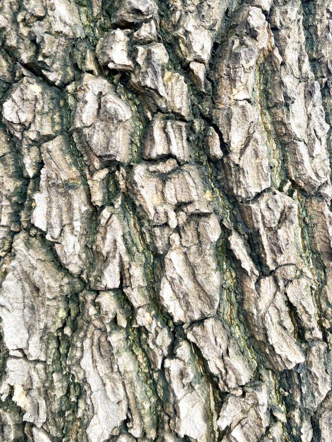 Dry bark tree texture stock photo. Image of crack, environment - 232484194