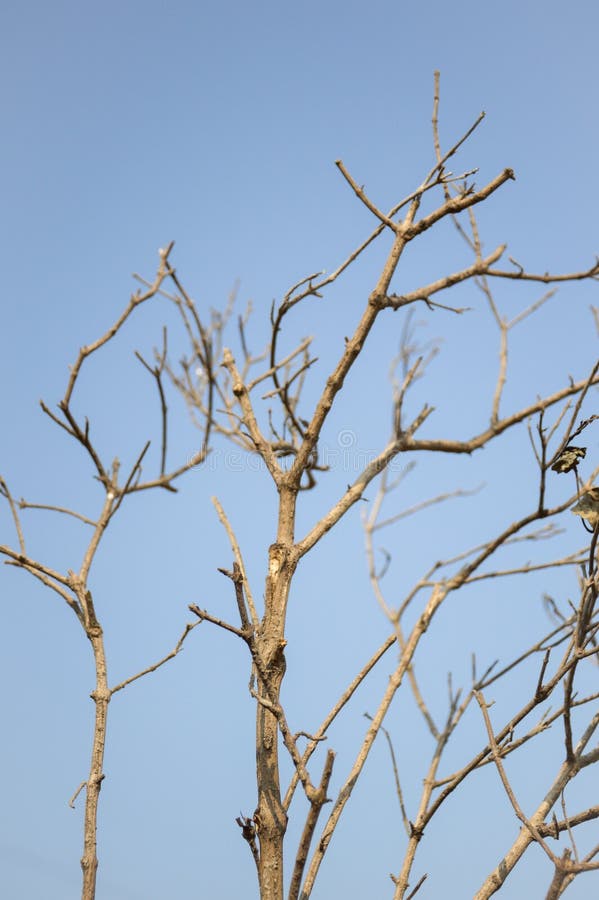 Dry basil tree in garden stock image. Image of dead - 116502803