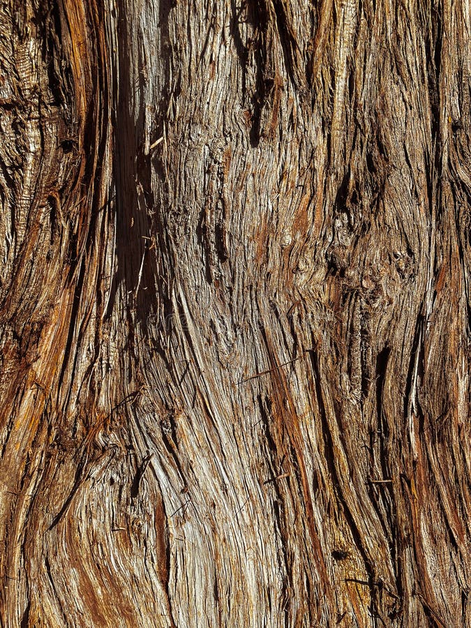 Close Up Dry Big Teak Tree Bark Texture Stock Image - Image of closeup ...