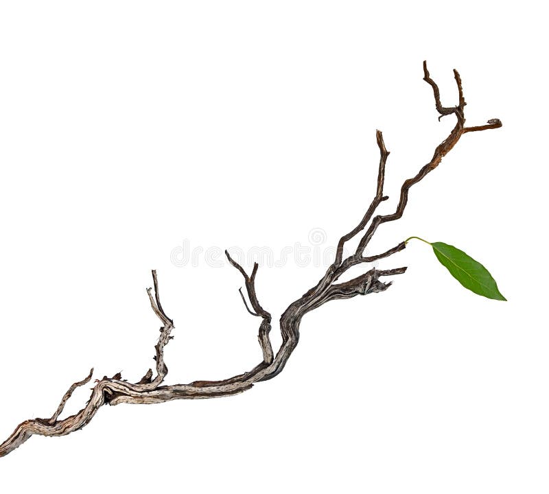 Close up of dry branch stock photo. Image of close, grey - 127561642