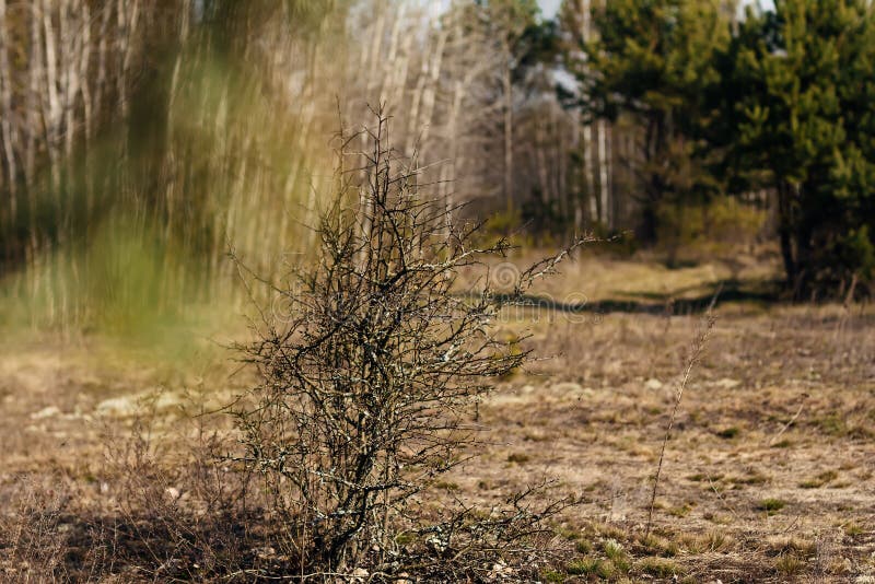 Close Up Dry Branch Tree. Grey Dry Bush Stock Image - Image of bush ...