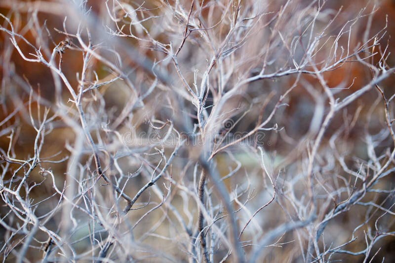Close Up of Dry Branch Tree, Macro Texture of a Grey Dry Bush Stock ...