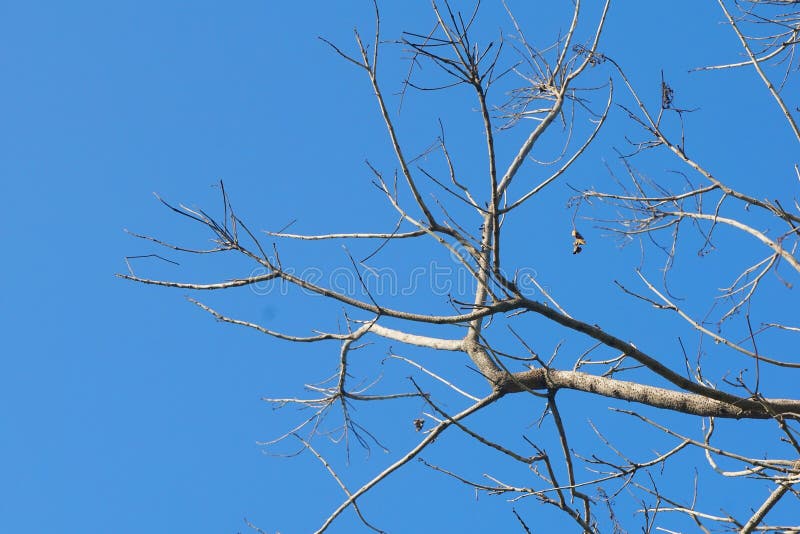 Dry Branch Tree in Nature Garden Stock Image - Image of environment ...
