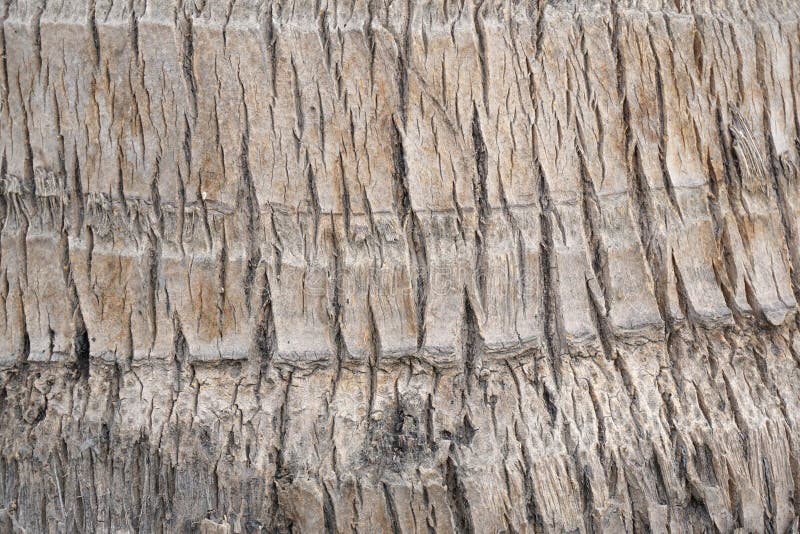 Dry Coconut Bark Tree Texture Stock Image - Image of wood, wooden ...