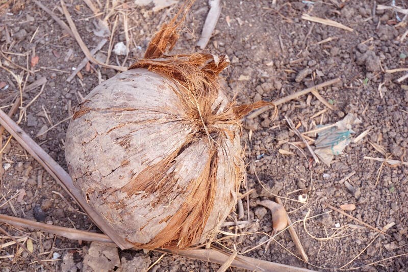 Dry Coconut Stock Photos - Download 8,995 Royalty Free Photos
