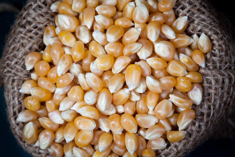 Close Up Dry Corn Kernels in Hemp Sacks Stock Image - Image of fruit ...
