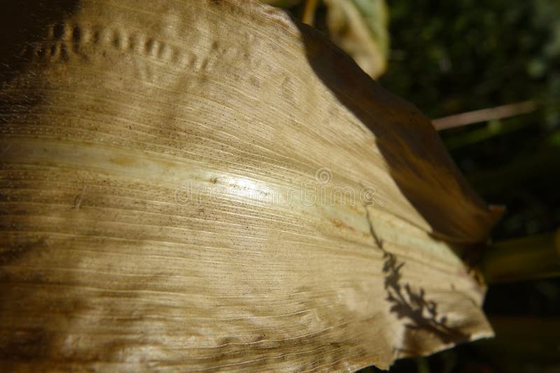 Close-up of a Dry Corn Leaf Texture Highlighting Its Intricate Patterns ...