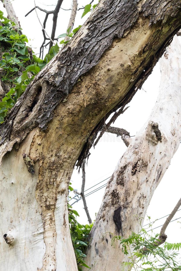 Close-up of dry dead bark. stock photo. Image of green - 96358788