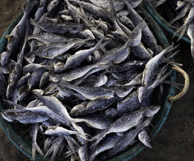 Close up of dry fish stock photo. Image of dinner, freshness - 220915734