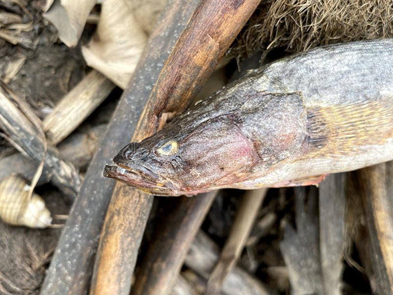 Dry Goby Fish on the Ground Stock Image - Image of face, landscape ...