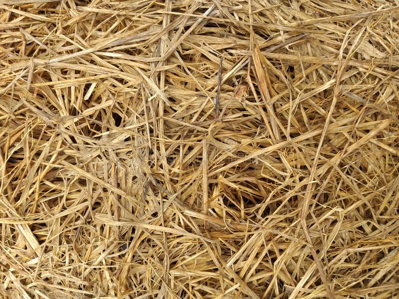 Dry Grass Texture in Country Farm Stock Image - Image of weathered ...