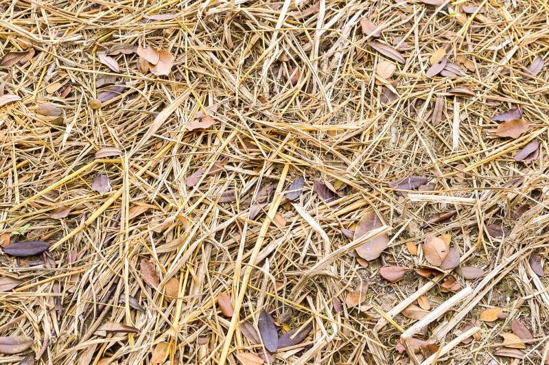 Dry Grass for Texture and Background, Dry Straw Stock Image - Image of ...