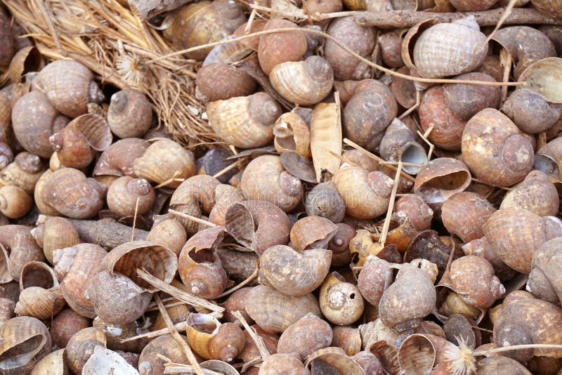 Dry Group Shell on the Ground Stock Image - Image of heap, group: 140625983