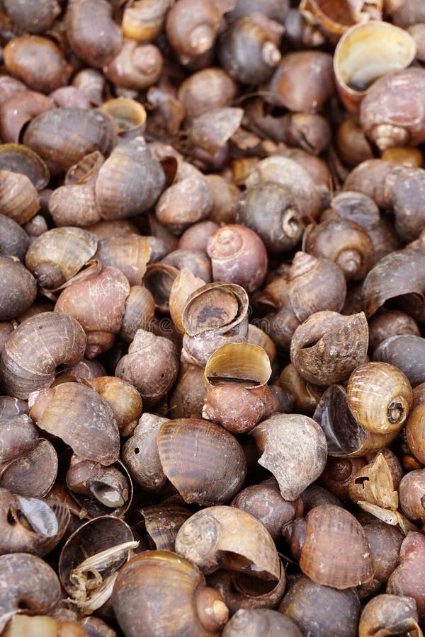 Dry Group Shell on the Ground Stock Photo - Image of ground, applesnail ...