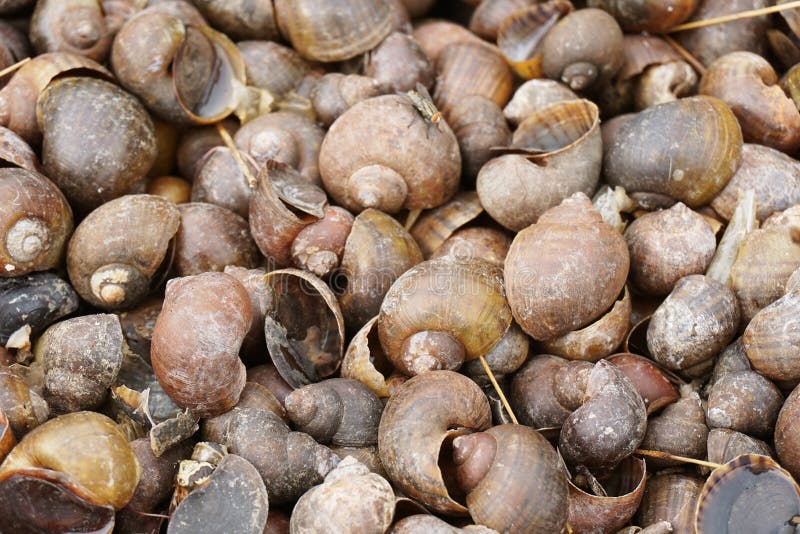 Dry Group Shell on the Ground Stock Image - Image of group, ground ...