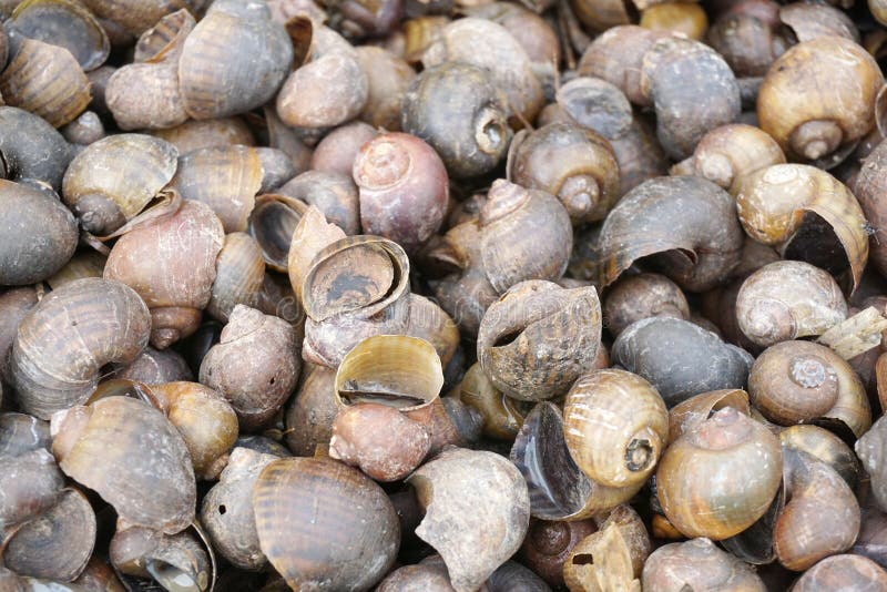 Dry Group Shell on the Ground Stock Image - Image of applesnail, heap ...