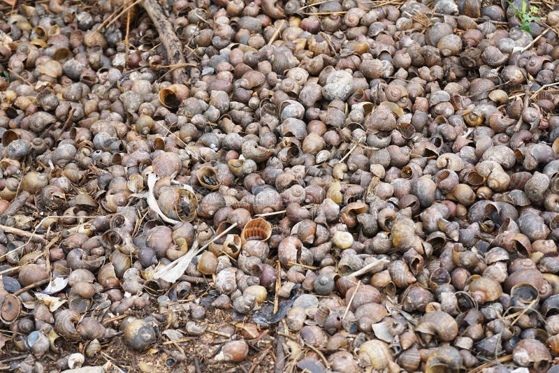 Dry Group Shell on the Ground Stock Image - Image of group, natural ...