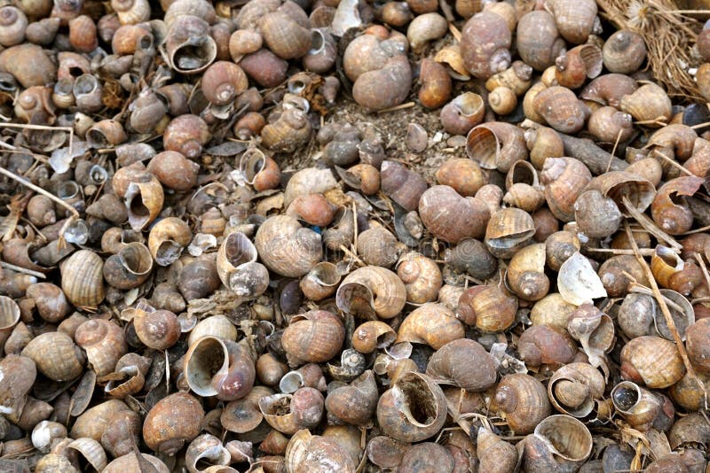 Dry Group Shell on the Ground Stock Image - Image of shell, closeup ...