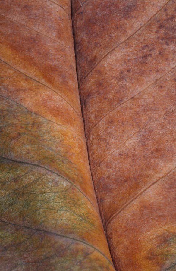 Leaf pattern stock photo. Image of botanical, vegetation - 61406498