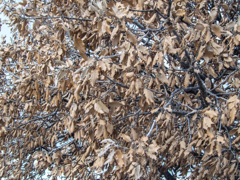 Dry leaves on the tree stock image. Image of black, texture - 106530107