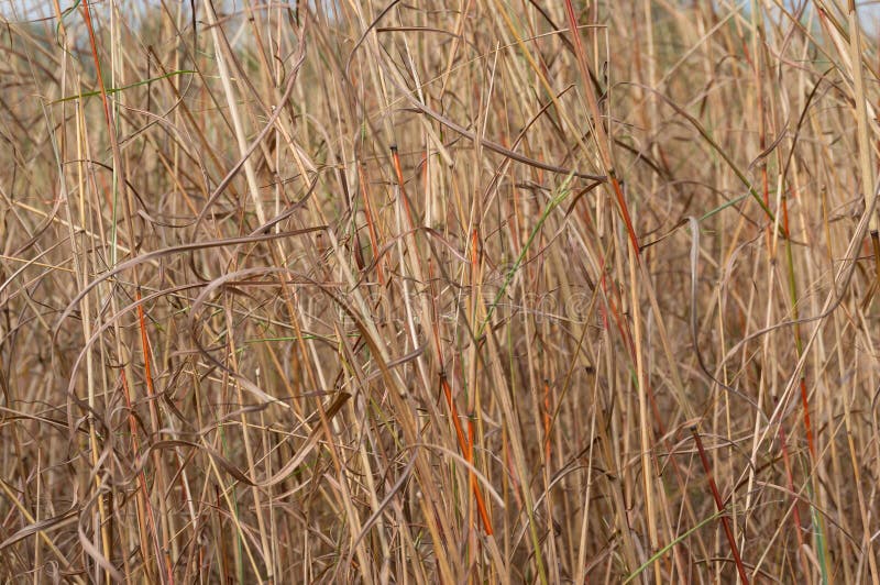 Dry Yellow Grass on an Agricultural Field. Drought Countryside Scene ...