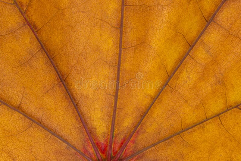 Close Up of Dry Maple Leaf Texture at Fall Stock Image - Image of ...