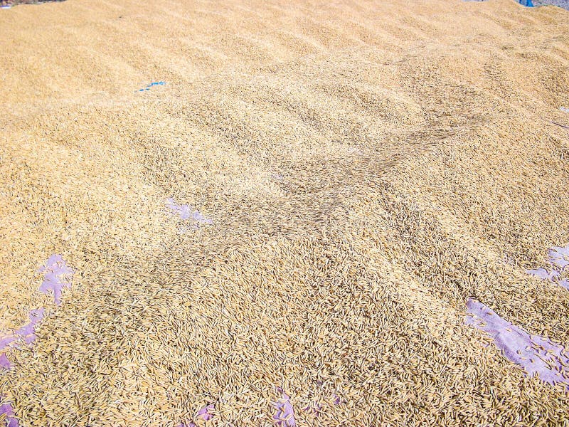 Dry Paddy Rice Seed Texture Stock Image - Image of close, farmland ...