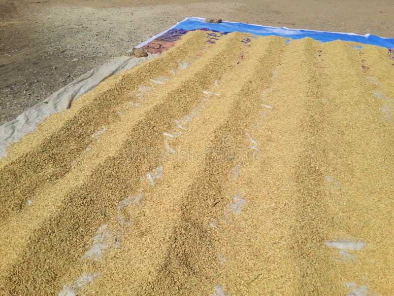 Dry Paddy Rice Seed Texture Stock Image - Image of husk, rice: 155487009