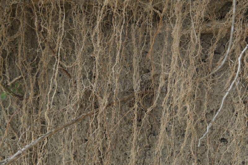 Close-up: Dry Pale Yellow Soil Surrounded by Absorbing Zone of a Root ...