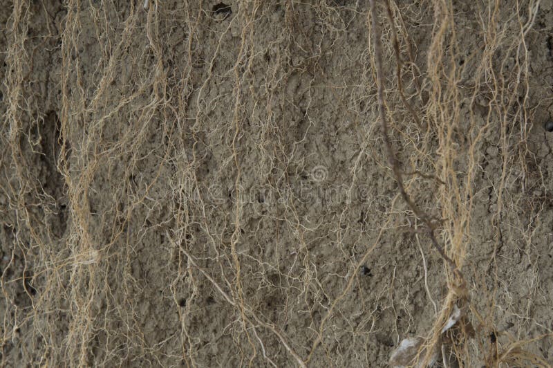 Close-up: Dry Pale Yellow Soil Surrounded by Absorbing Zone of a Root ...
