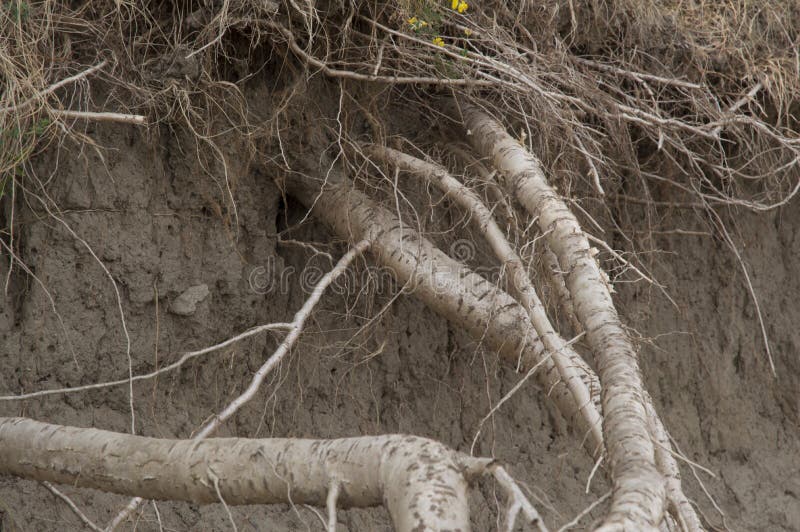 Close-up: Dry Pale Yellow Soil Surrounded by Absorbing Zone of a Root ...