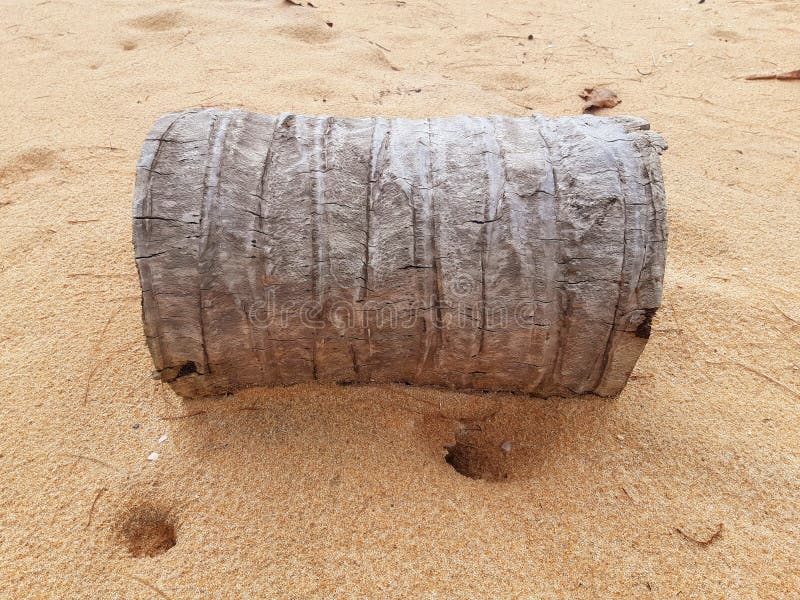 Close Up of Dry Palm Tree Trunk on White Sand. Background of ...