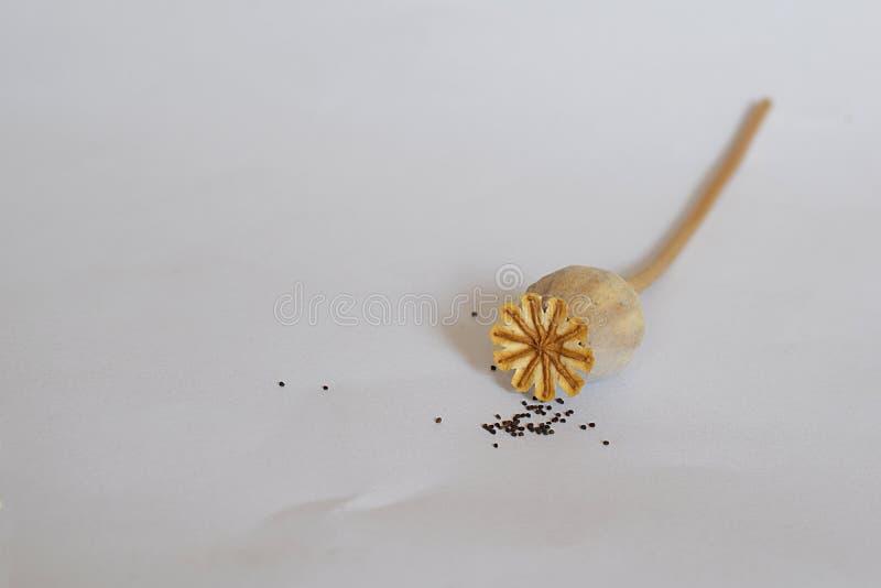 Close-up of Dry Poppy Shell and Spilled Seeds Stock Image - Image of ...