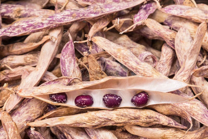 Dry Purple Dwarf Beans in Pods Stock Image - Image of haricot, food ...
