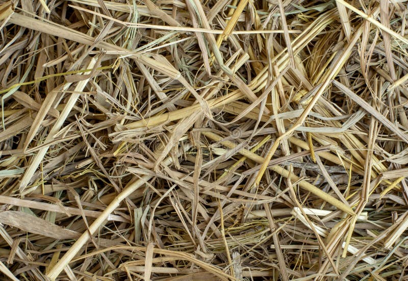 Dry Rice Straw Texture Background. Stock Photo - Image of stack, grass ...