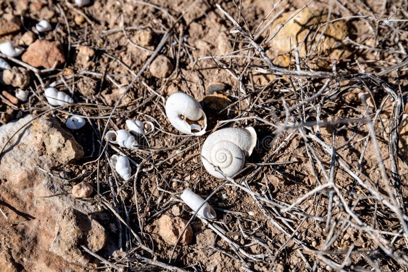 Close-Up of Dry Rocky Soil with Empty Snail Shells Stock Photo - Image ...