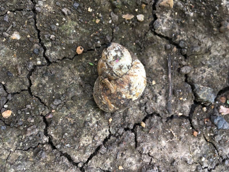 Dry shell on the ground stock photo. Image of leaves - 113903850