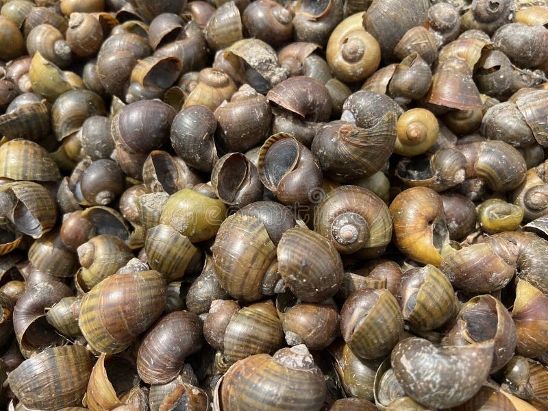 Dry shell on the ground stock photo. Image of applesnail - 243705348